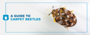 A Guide to Carpet Beetles: Facts, Identification & Signs