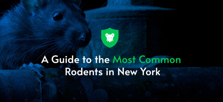 A Guide to the Most Common Rodents in New York - Pestech - Pest Control ...
