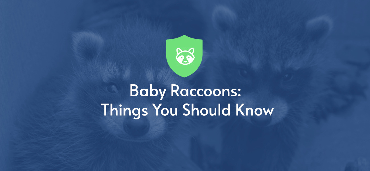 Baby Raccoons: Things You Should Know - Pestech - Pest Control and ...