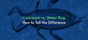 German Cockroach vs. Water Bug: How to Tell the Difference