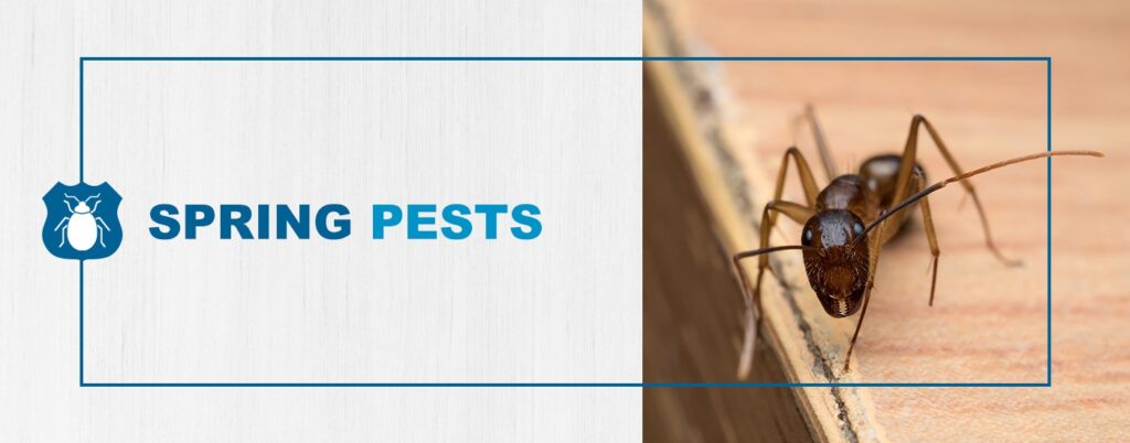 Spring Pests: Everything You Need to Know | Pestech
