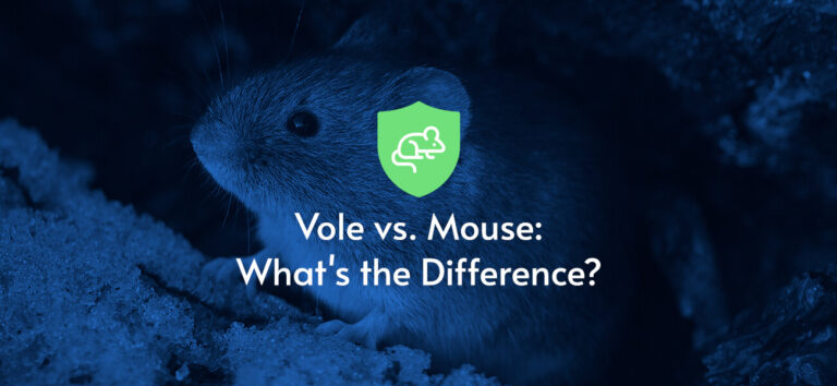 Vole vs. Mouse: What's the Difference? | Pestech
