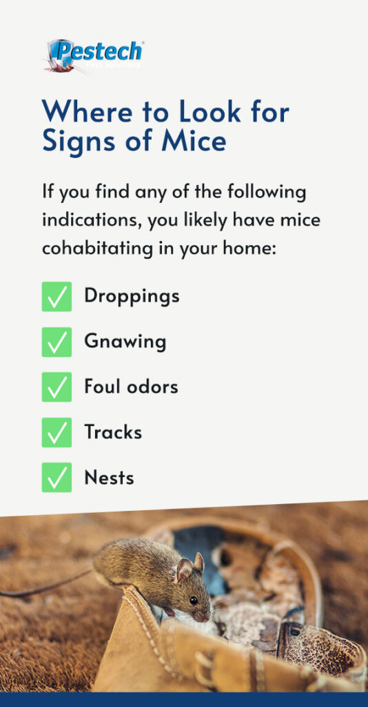 Chapter 2: Signs of Mice | Online Guide from Pestech