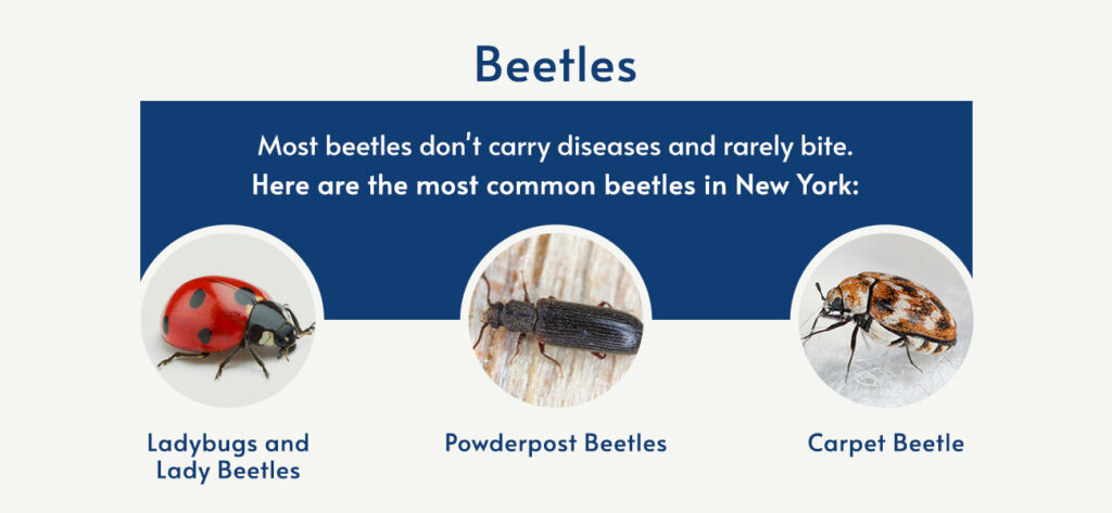 Most Common New York Pests - Pestech - Pest Control and Exterminator ...