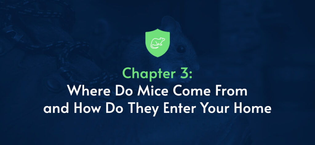 Chapter 3: How Do Pest Mice Get In? - Online Guide | Pestech