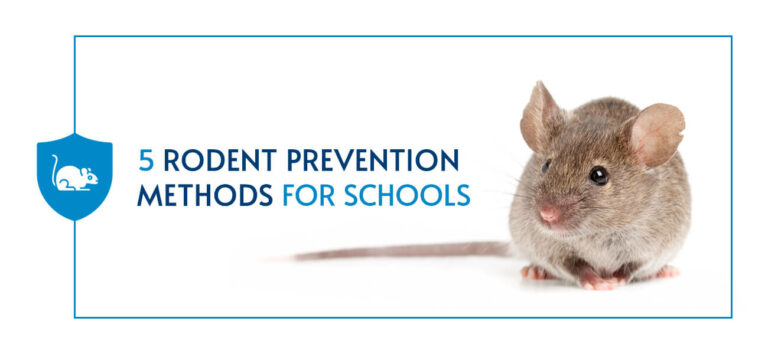 5 Rodent Prevention Methods for Schools - Pestech - Pest Control and ...