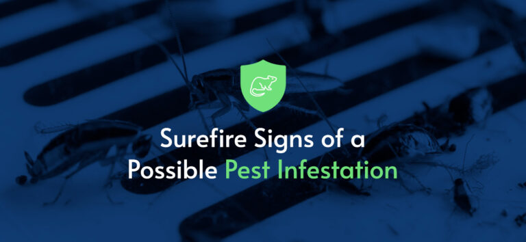 Surefire Signs of a Possible Pest Infestation - Pestech - Pest Control ...