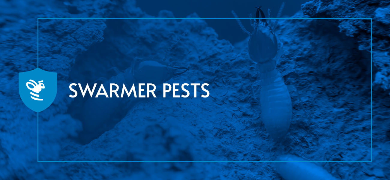 Swarmer Pests | Pestech Pest Control