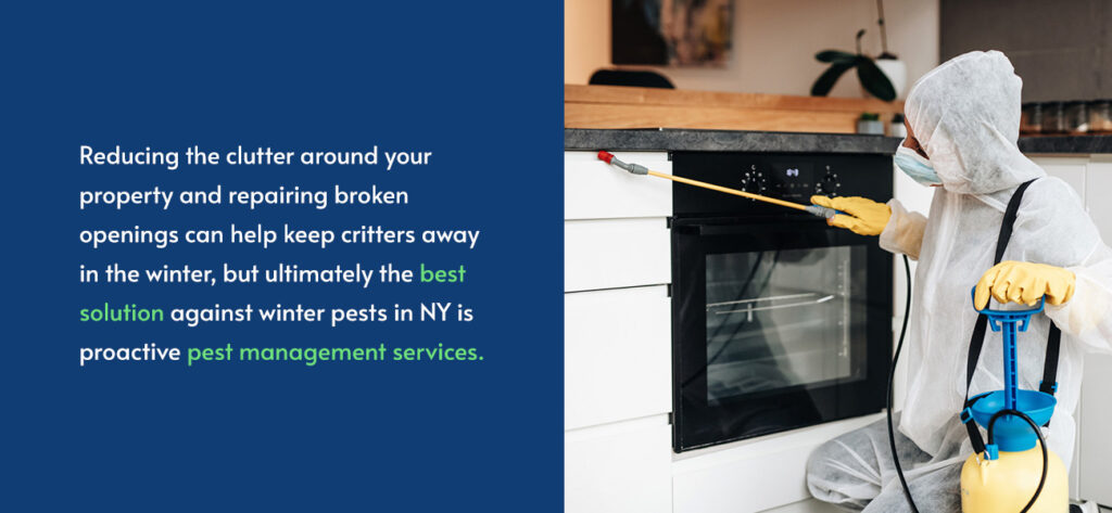 Winter Pests: Everything You Need to Know | Pestech