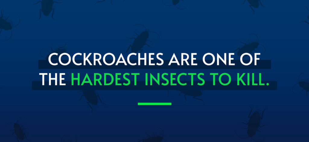 Top 3 Hardest Pests to Get Rid Of | Pestech