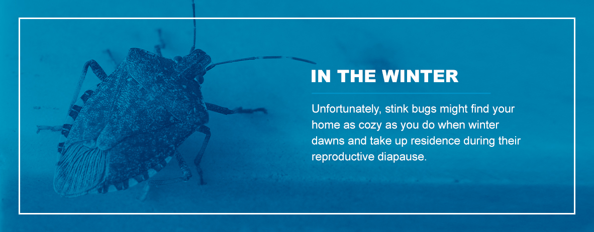 Where Do Stink Bugs Hide In a Home - Pestech - Pest Control and ...