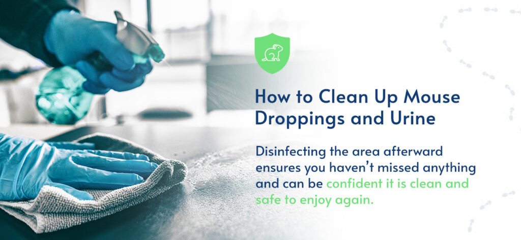 Chapter 2: Signs of Mice | Online Guide from Pestech