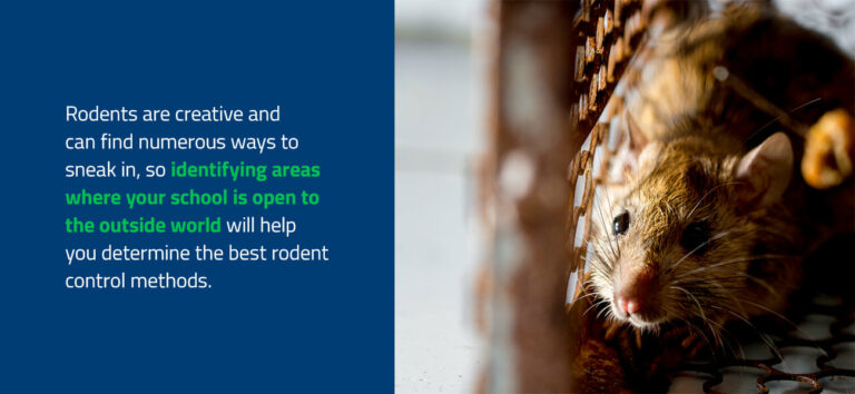 5 Rodent Prevention Methods for Schools - Pestech - Pest Control and ...