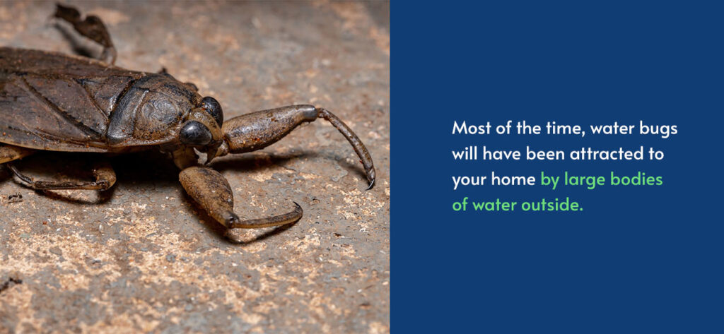 Tysk kakerlakk vs. vannbug: Hvordan fortelle forskjellen - Skadedyr Norge