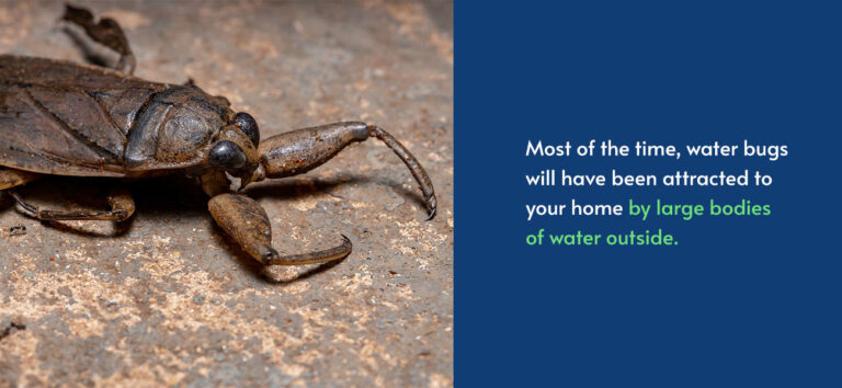 German Cockroach vs. Water Bug: How to Tell the Difference