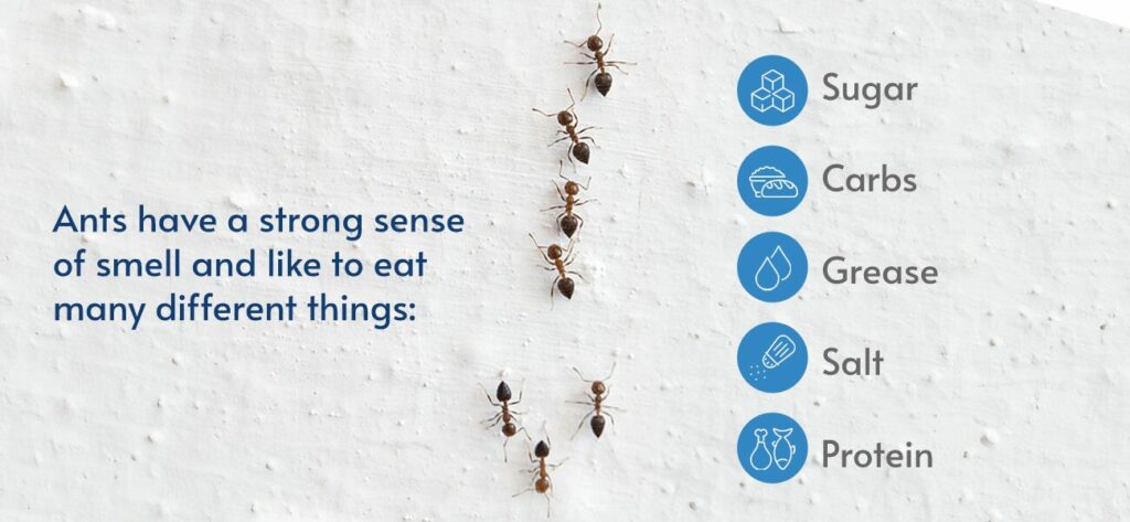 Things You're Doing to Attract Ants in Your Home - Pestech - Pest ...