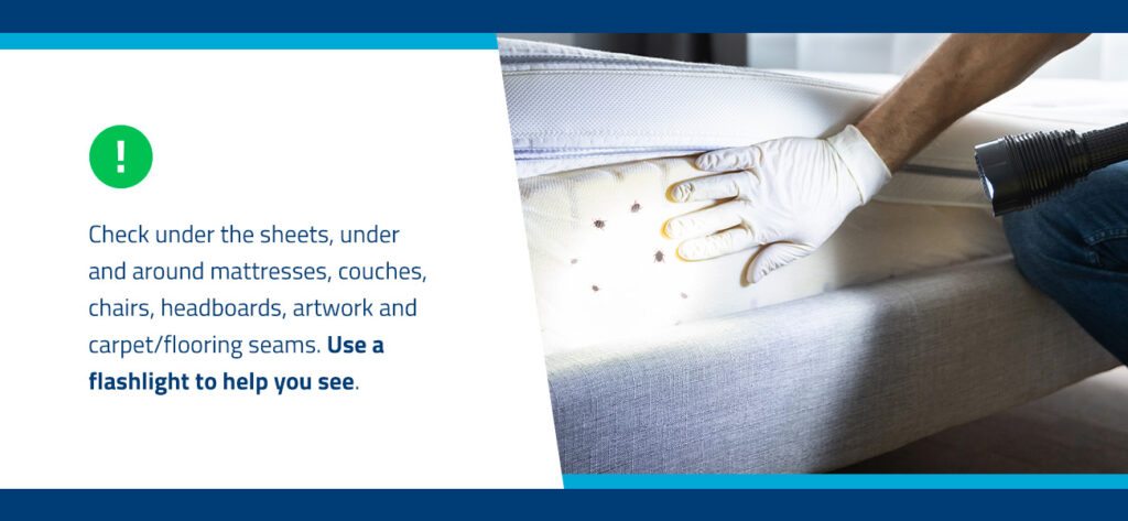 Bed Bugs in Hotels: Everything You Need to Know | Pestech