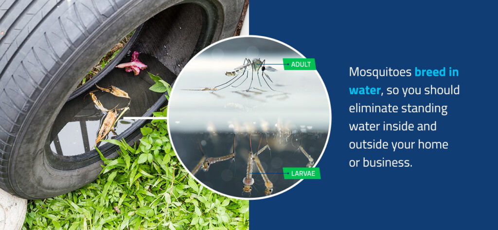 How To Get Rid of Mosquitos - Pestech - Pest Control and Exterminator ...