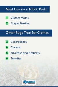 6 Bugs That Eat Clothes — And How to Protect Your Retail
