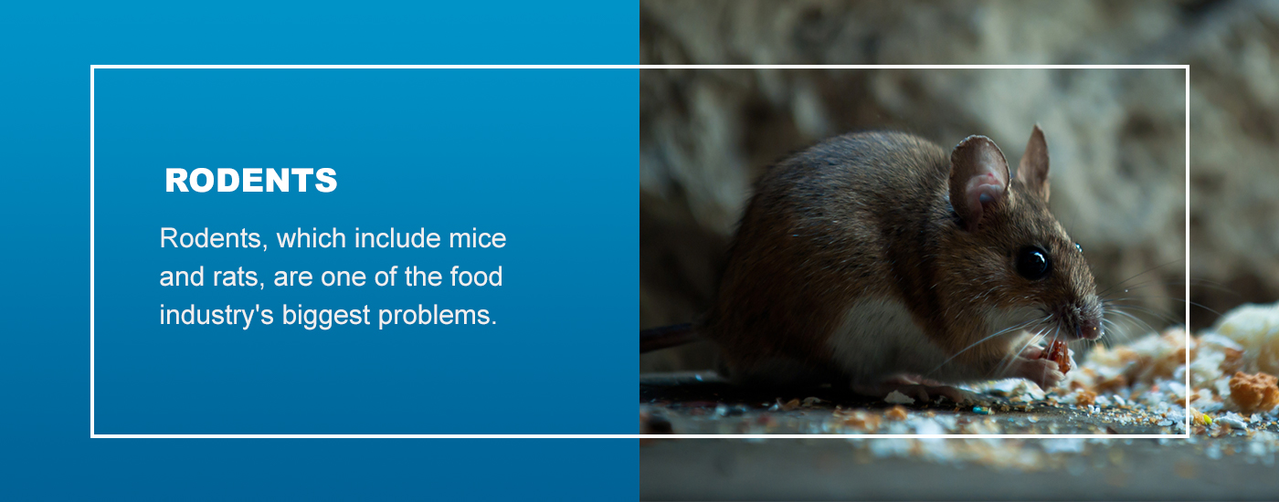 Food Safety and Pest Control | Everything You Need to Know