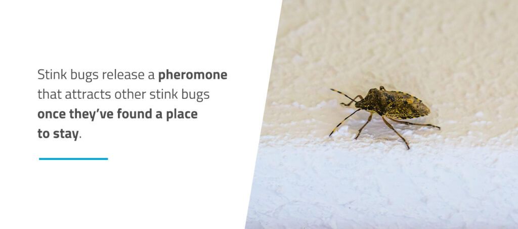 Most Common Fall Invaders in New York