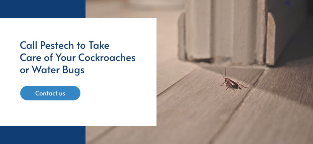 German Cockroach vs. Water Bug: How to Tell the Difference