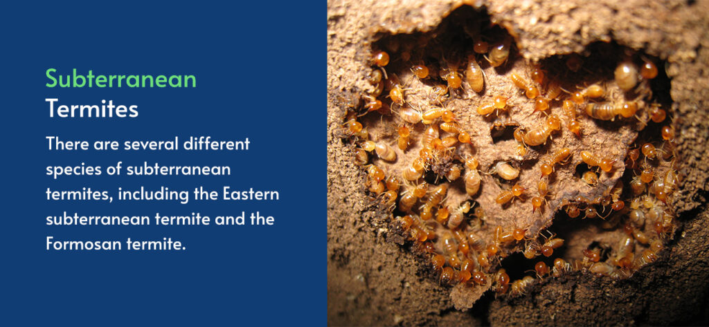 Types of Termites and How to Get Rid of Them - Pestech - Pest Control ...