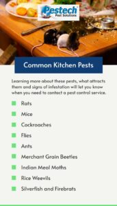 The Most Common Kitchen Restaurant Pests - Pestech - Pest Control and ...