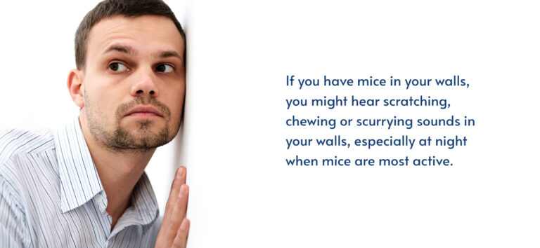 Chapter 2: Signs of Mice | Online Guide from Pestech