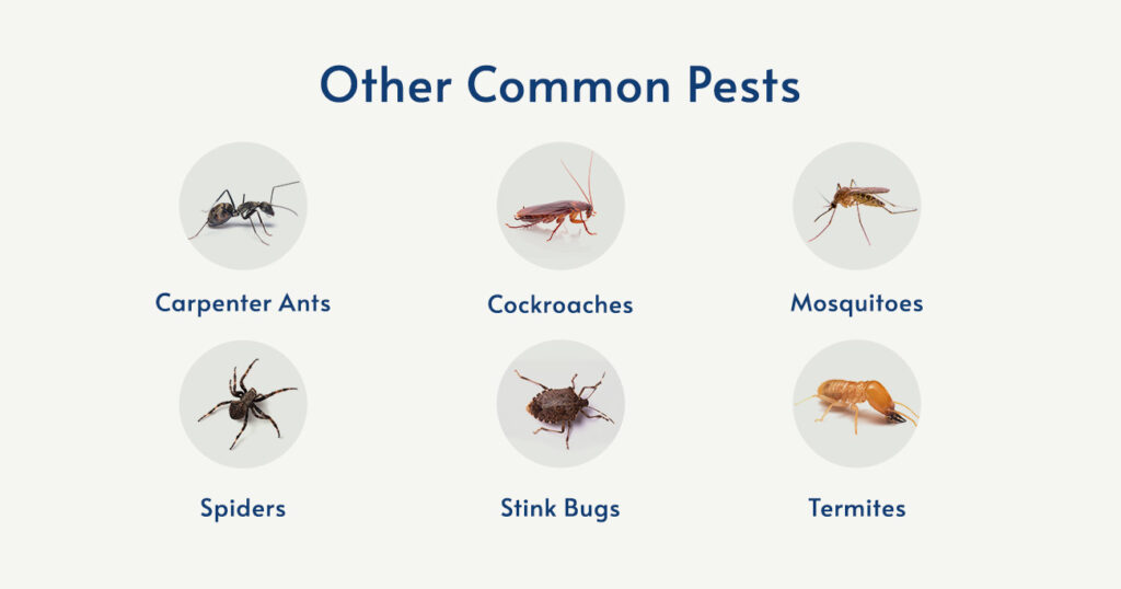 Most Common New York Pests - Pestech - Pest Control and Exterminator ...