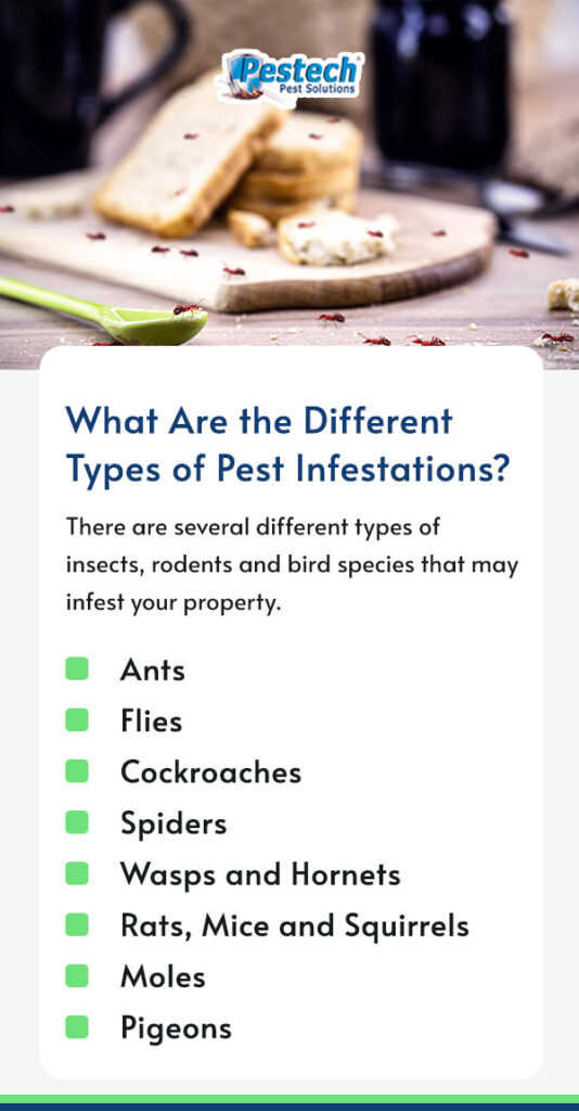 Surefire Signs of a Possible Pest Infestation - Pestech - Pest Control ...