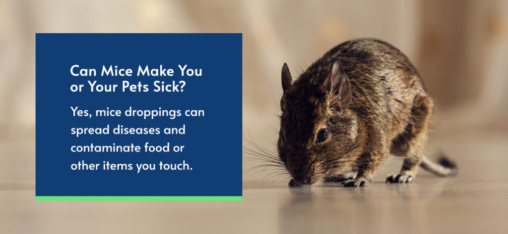 Chapter 2: Signs of Mice | Online Guide from Pestech