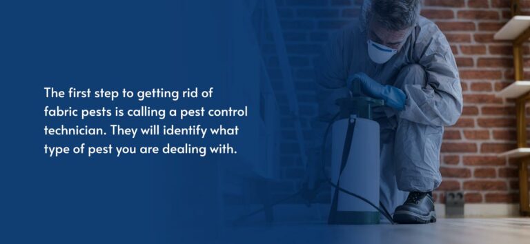 6 Bugs That Eat Clothes — And How to Protect Your Retail