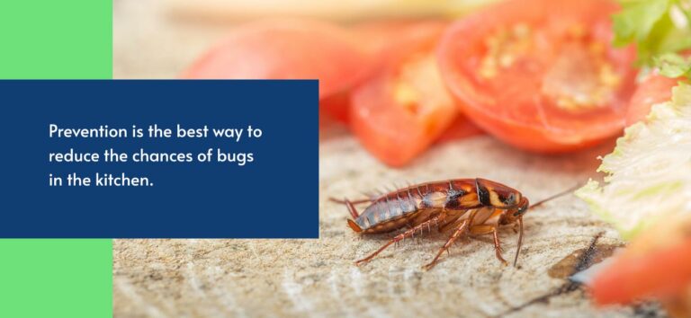 The Most Common Kitchen Restaurant Pests - Pestech - Pest Control and ...
