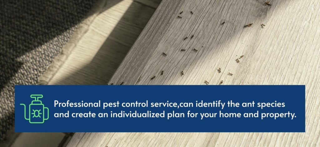 Things You're Doing to Attract Ants in Your Home - Pestech - Pest ...