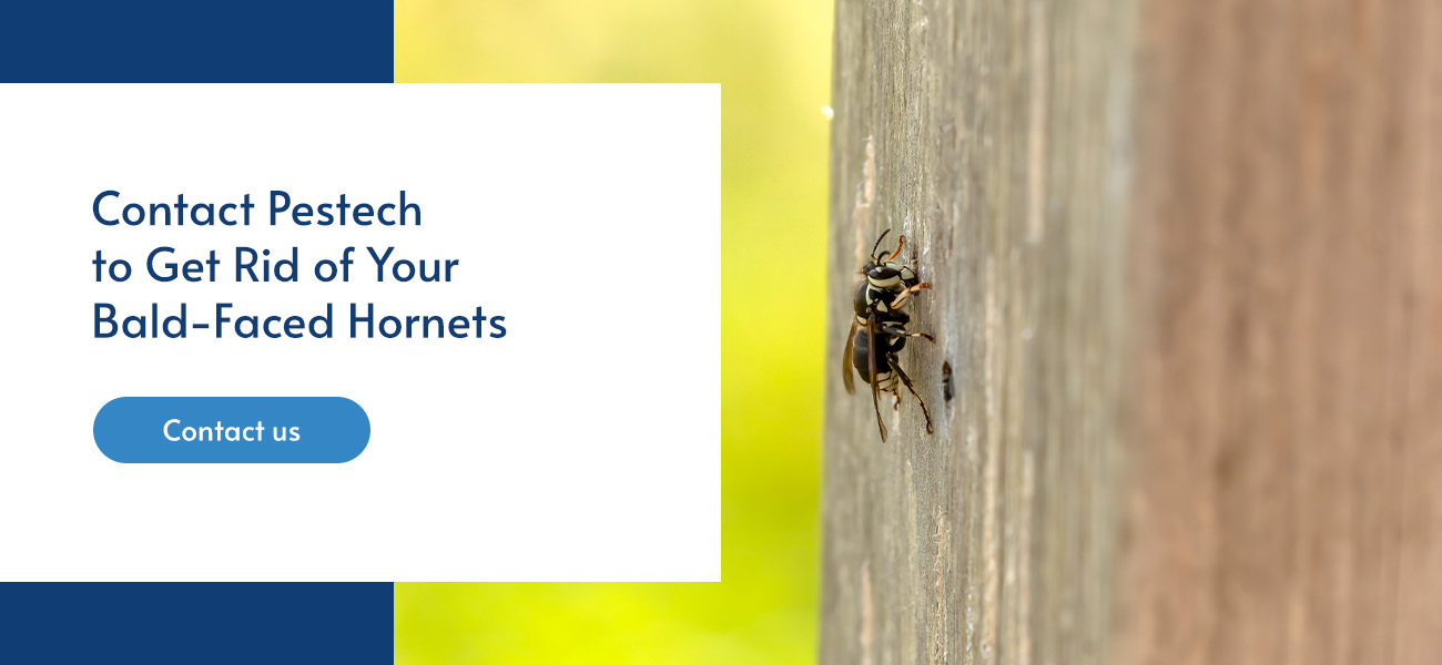 What Are Bald-Faced Hornets? | Pestech