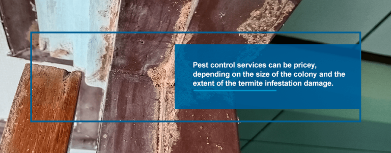 Termite Damage: Everything You Need to Know | Pestech