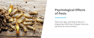 The Emotional Effects of Pest Infestations | Pestech