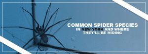 Common New York Spiders & Where They Hide | Pestech