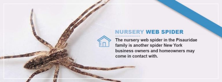 Common New York Spiders & Where They Hide | Pestech