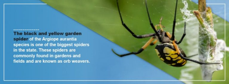 Common New York Spiders & Where They Hide | Pestech