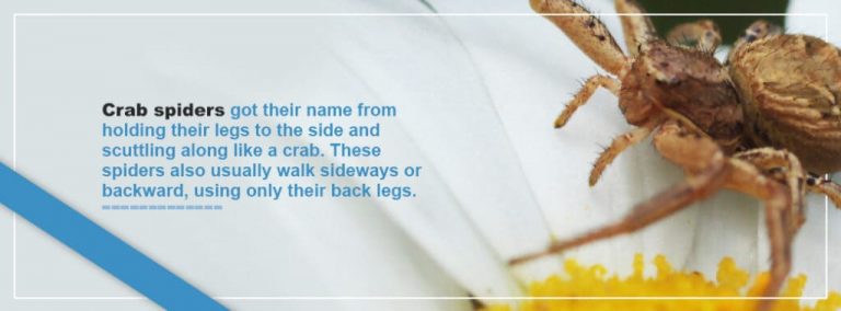 Common New York Spiders & Where They Hide | Pestech