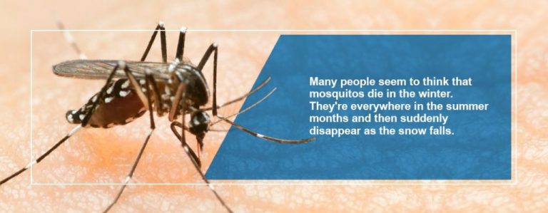 What Happens to Pests in the Winter Months? | Pestech