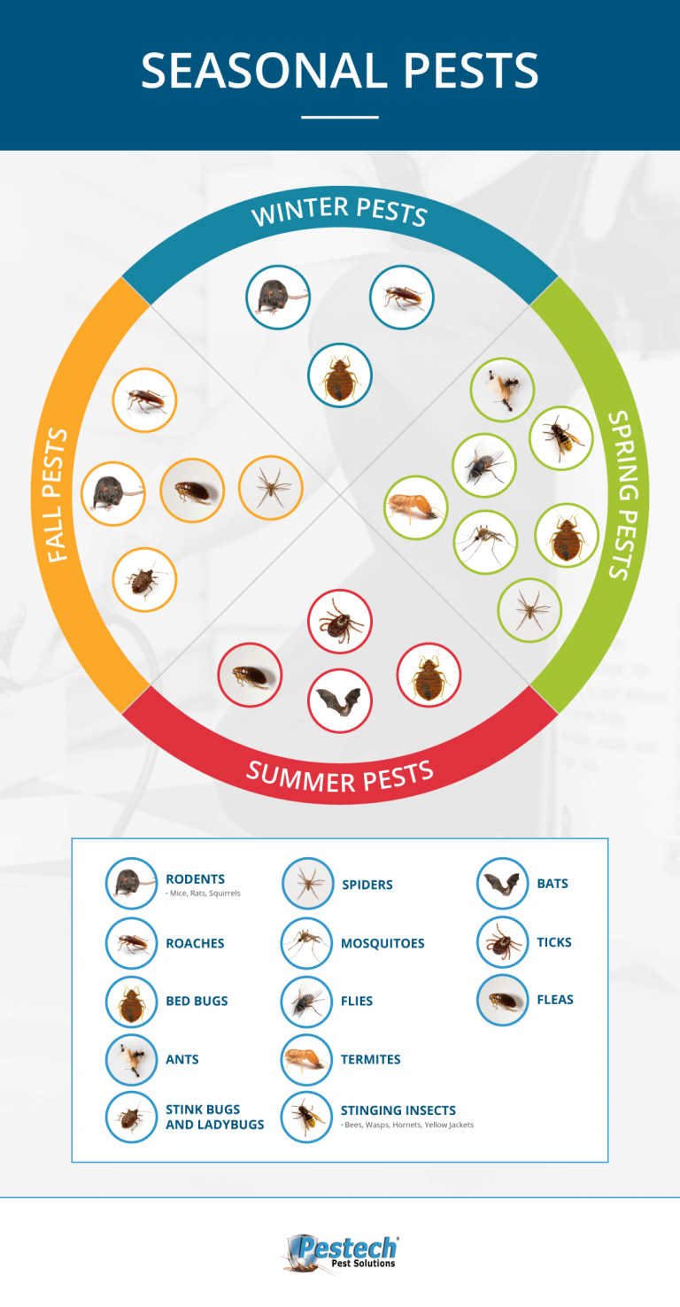 Seasonal Pests to Be Aware Of | Pestech | New York