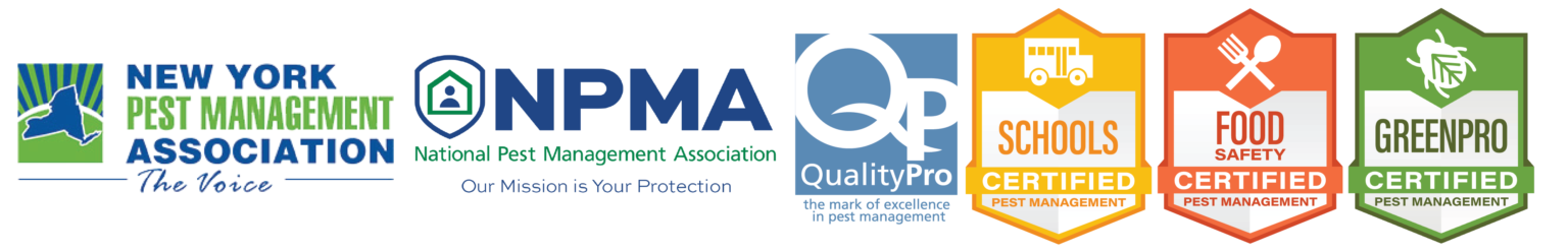 New York Pest Management Company | Pestech Pest Solutions