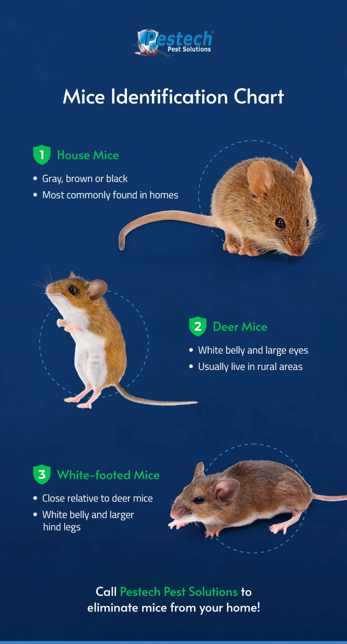 Chapter 1: Mouse Identification - Pestech - Pest Control and ...