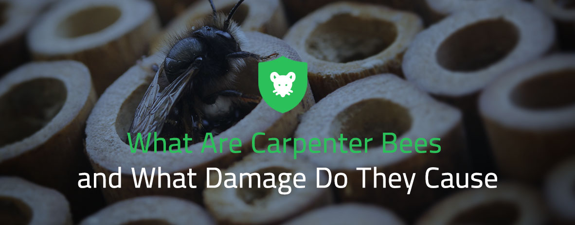 Carpenter Bees and The Damage They Cause - Pestech