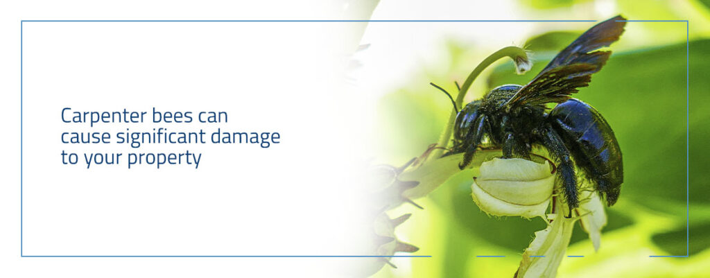 Carpenter Bees and The Damage They Cause - Pestech