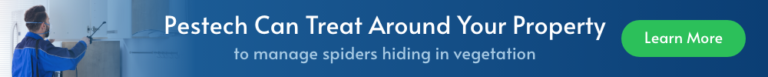 Common New York Spiders & Where They Hide | Pestech