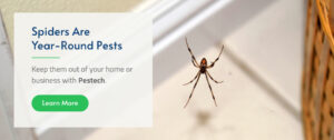 Common New York Spiders & Where They'll Be Hiding | Pestech